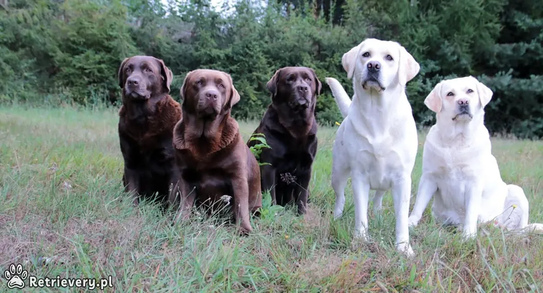 Historia rasy labrador retriever